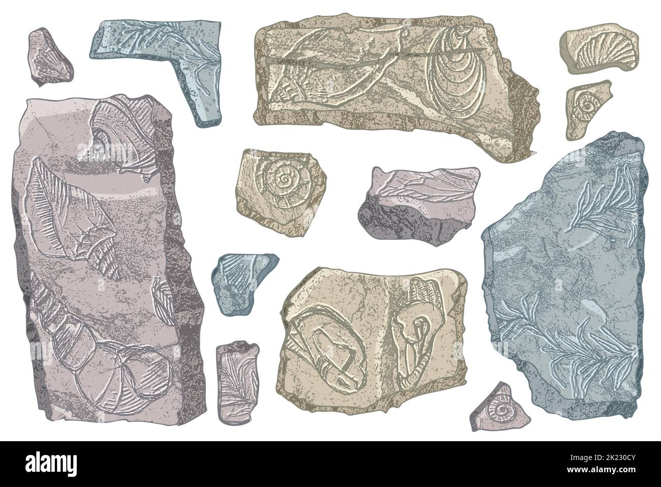 Archaeology animal fossil Cut Out Stock Images & Pictures - Alamy