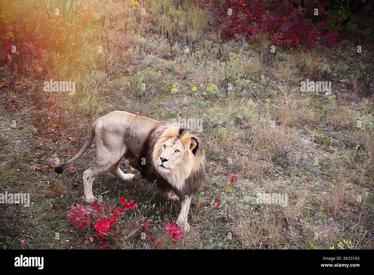 Single lion looking regal standing proudly on a outdoors in a protected ...