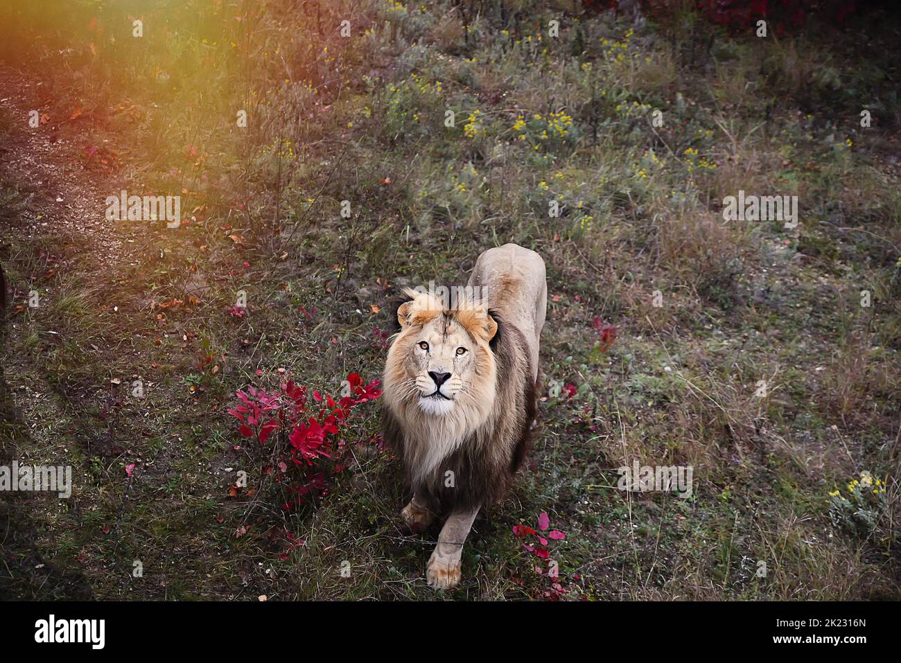 Single lion looking regal standing proudly on a outdoors in a protected ...