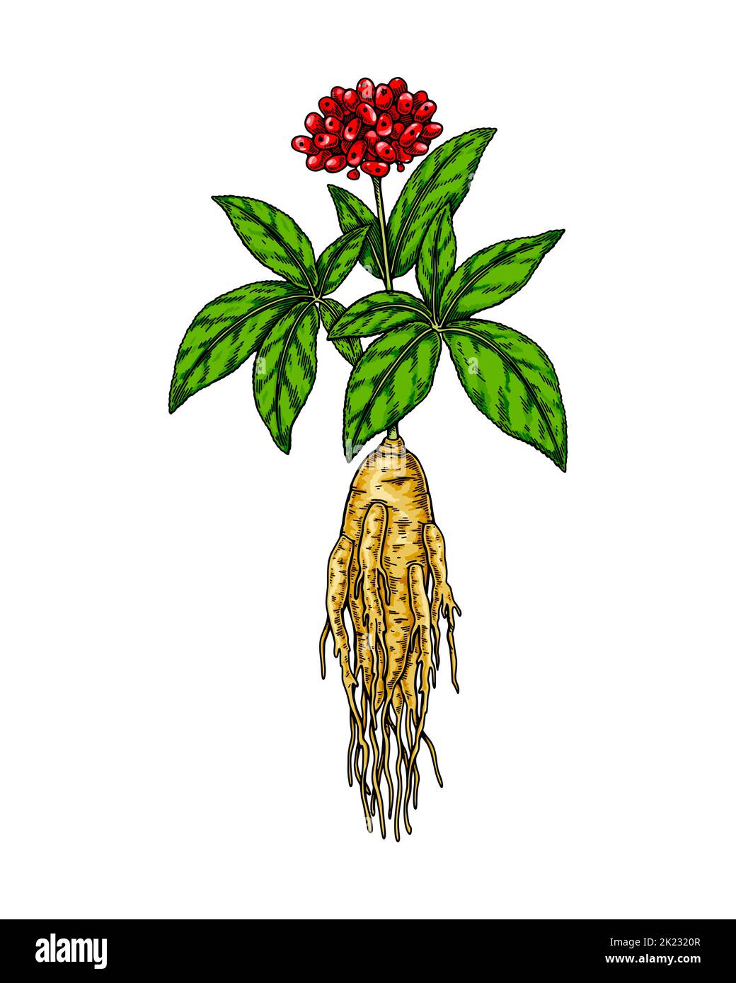 Hand drawn wild ginseng root with leaves and berries isolated on white ...