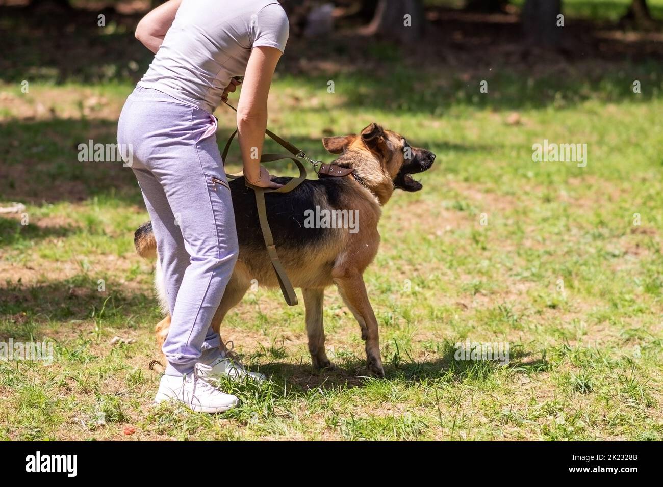 A cowardly German Shepherd dog training Stock Photo - Alamy