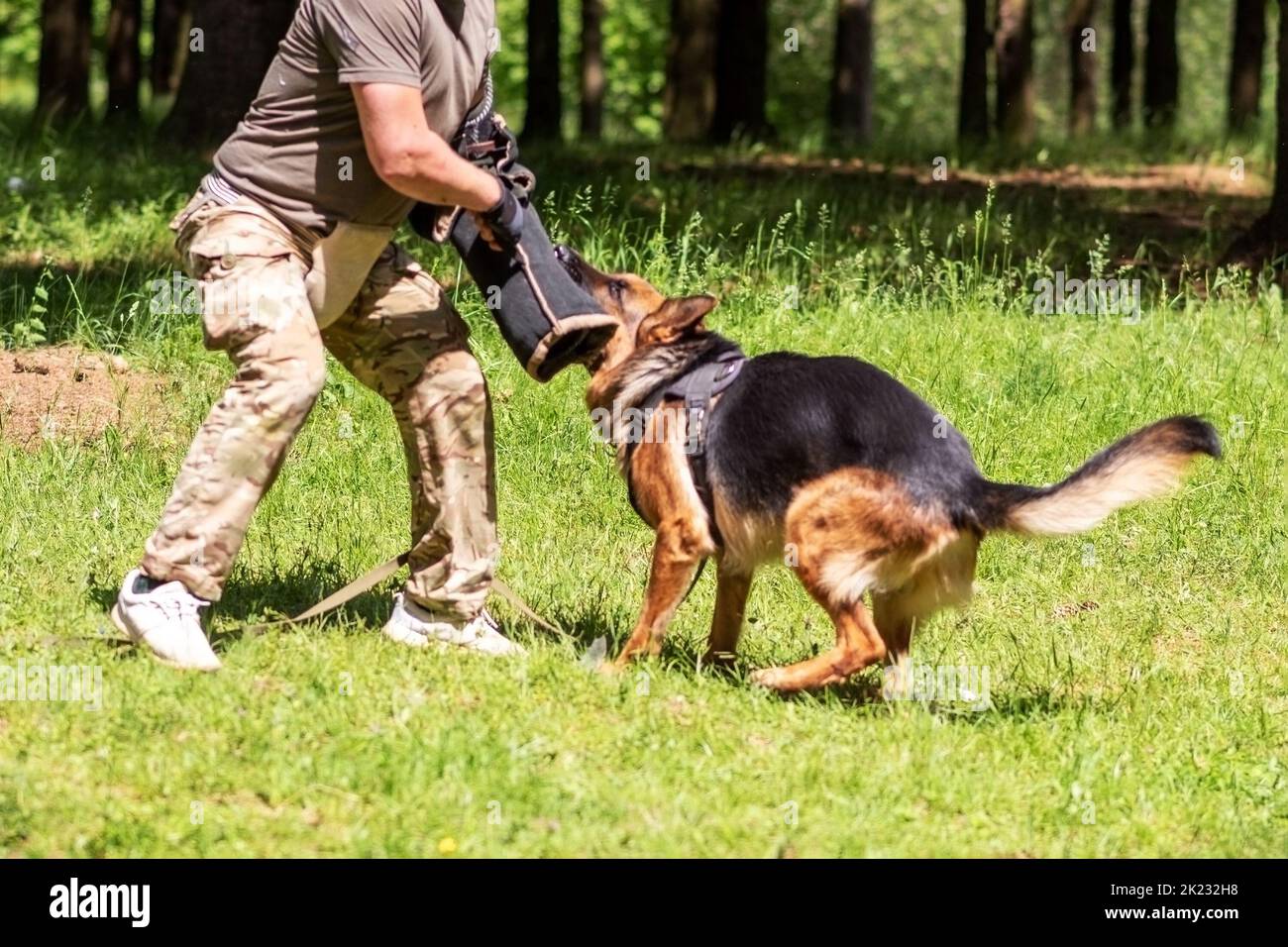 German Shepherd Attacking Criminal
