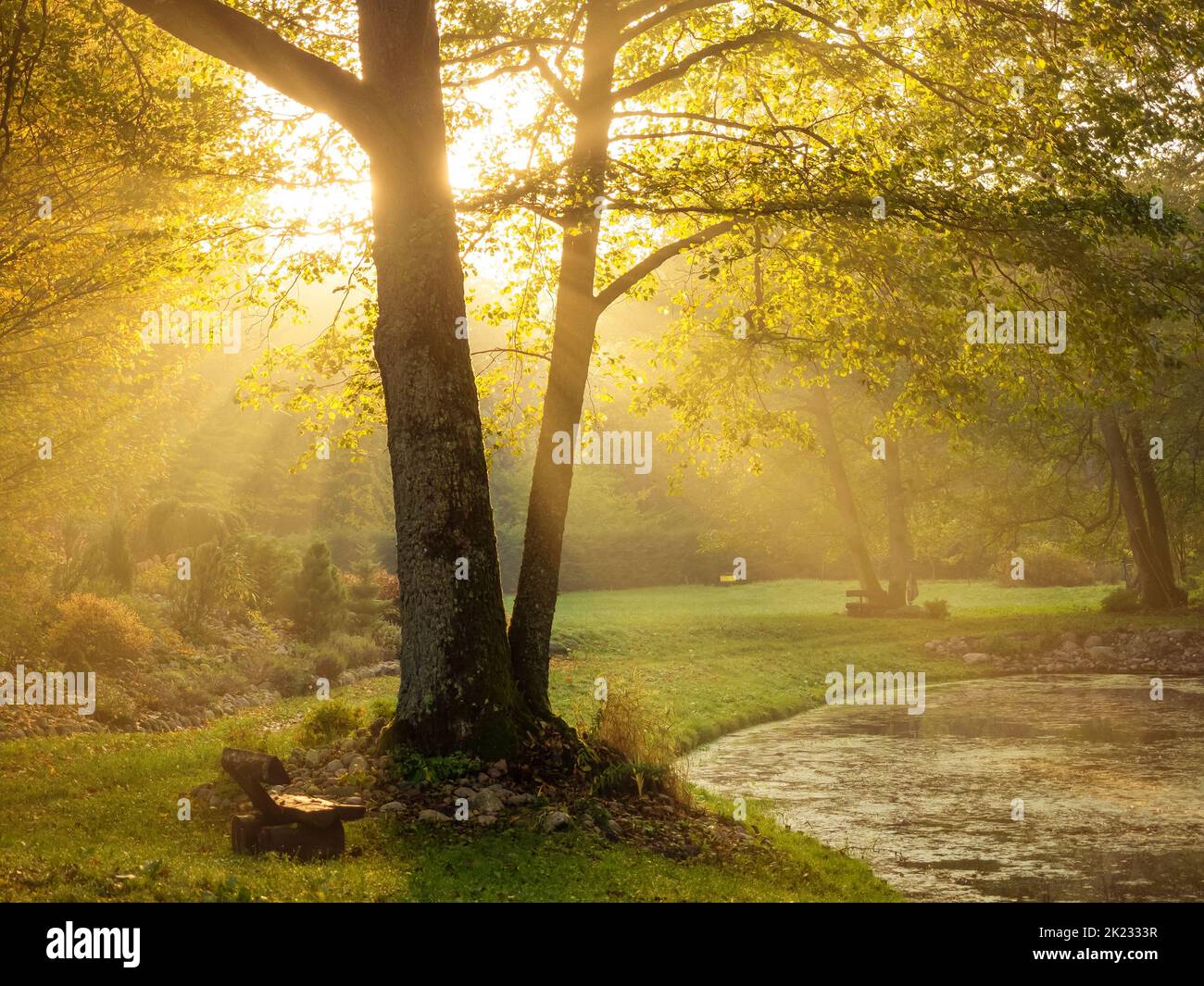 old wooden bench in a autumn garden with a pond in a backlit of sunset ...