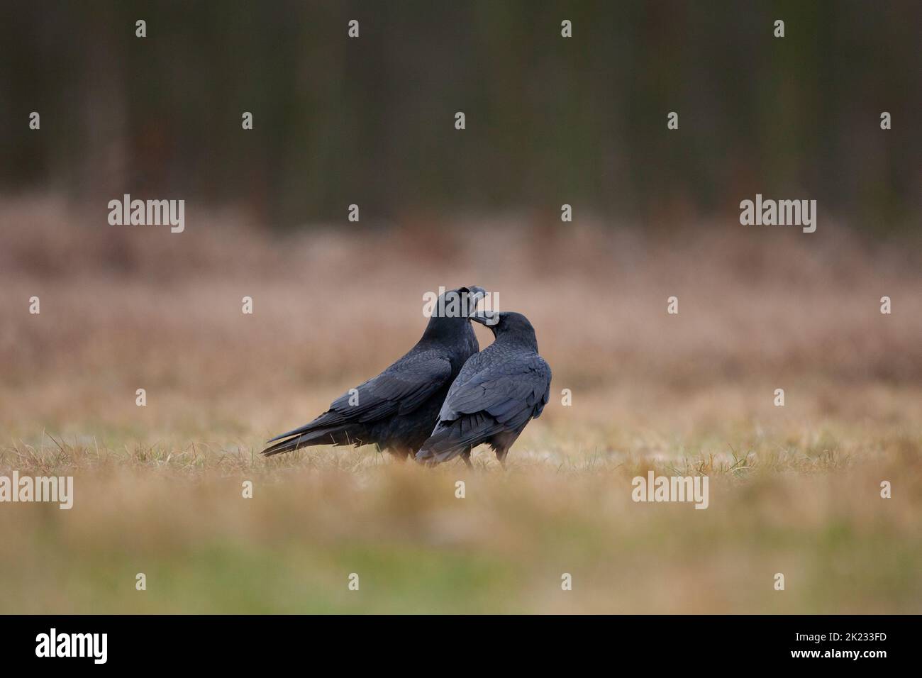 common raven, corvus corax, northern raven Stock Photo - Alamy