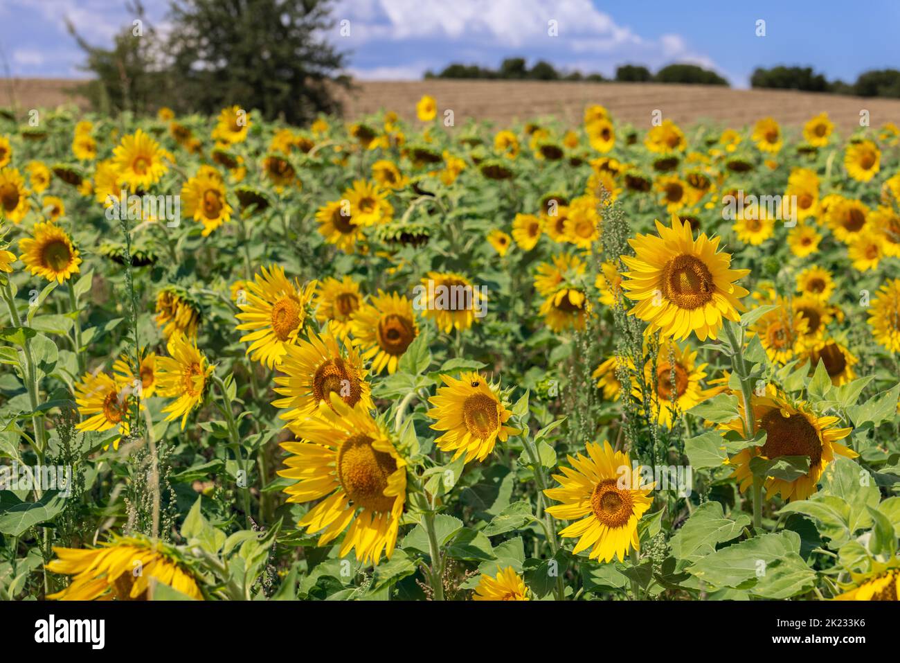 Filled with summer quarters with purity, comfort - sunflower ...