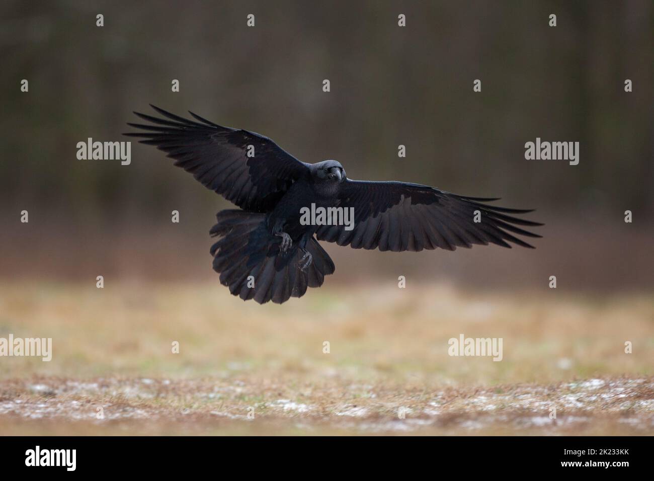 common raven, corvus corax, northern raven Stock Photo - Alamy