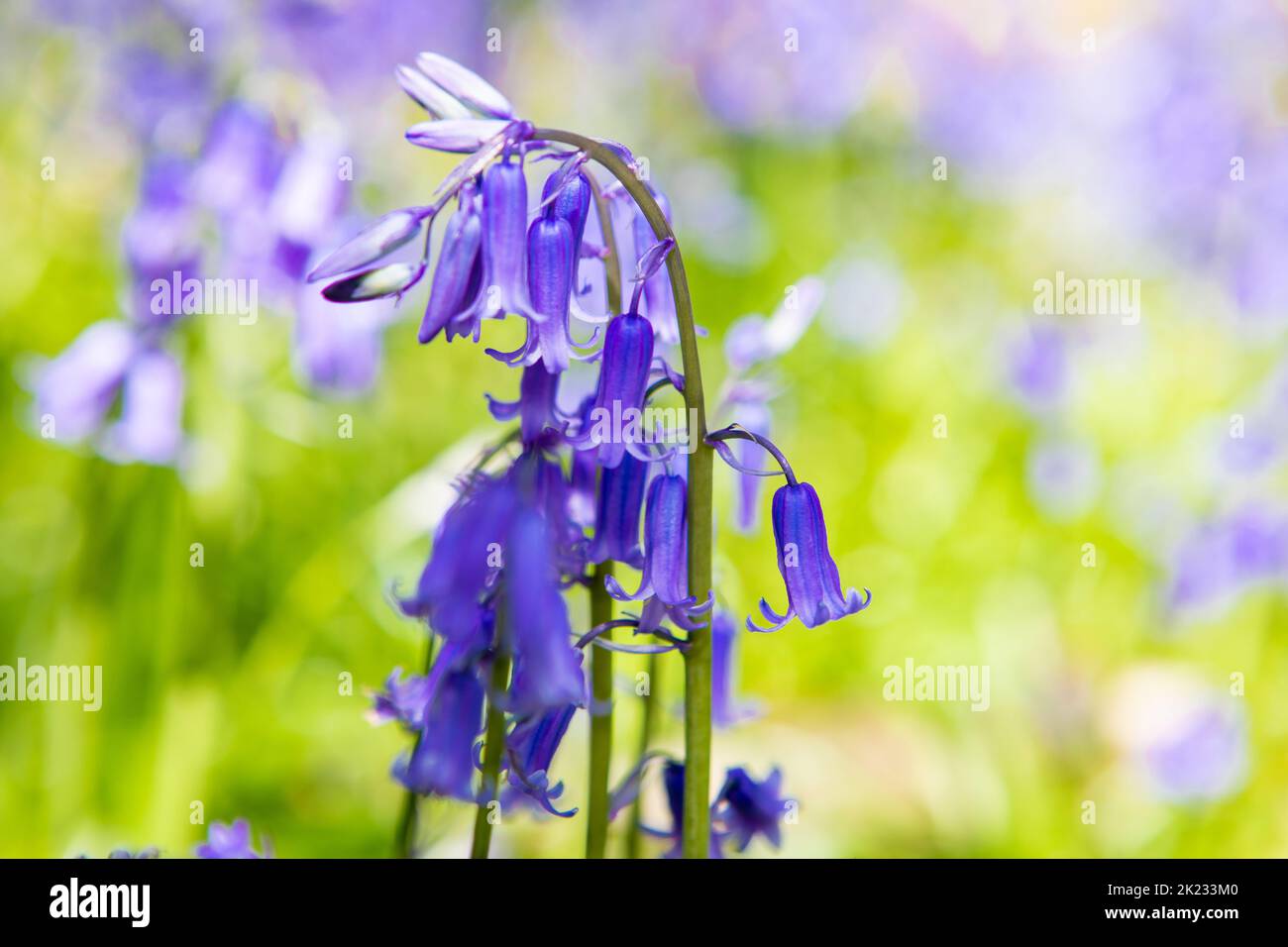 Bluebells up close and personal Stock Photo - Alamy