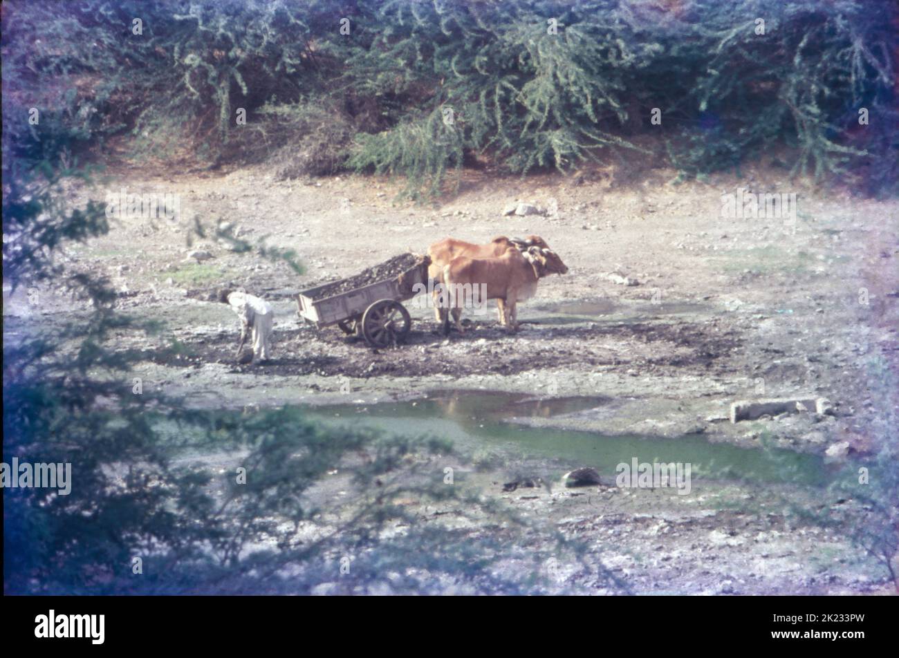 Bullock cart removing mud hi-res stock photography and images - Alamy