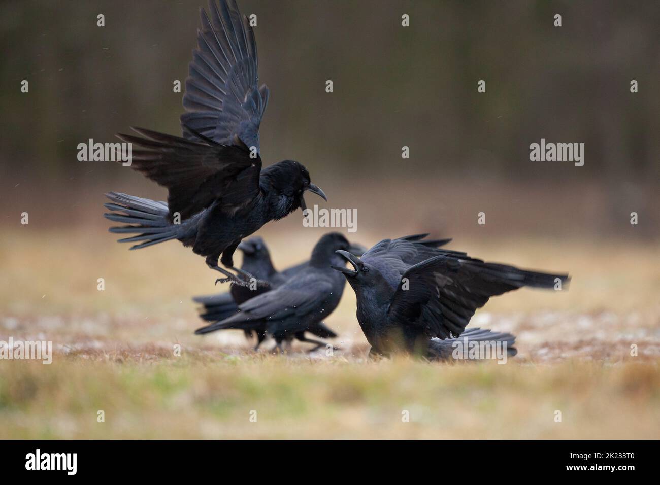 common raven, corvus corax, northern raven Stock Photo - Alamy