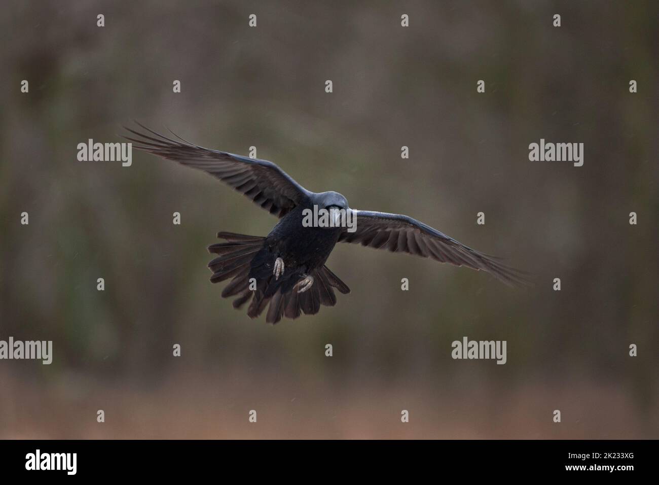 common raven, corvus corax, northern raven Stock Photo - Alamy