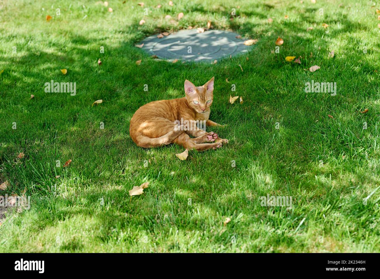 Devon rex cat play hi-res stock photography and images - Alamy