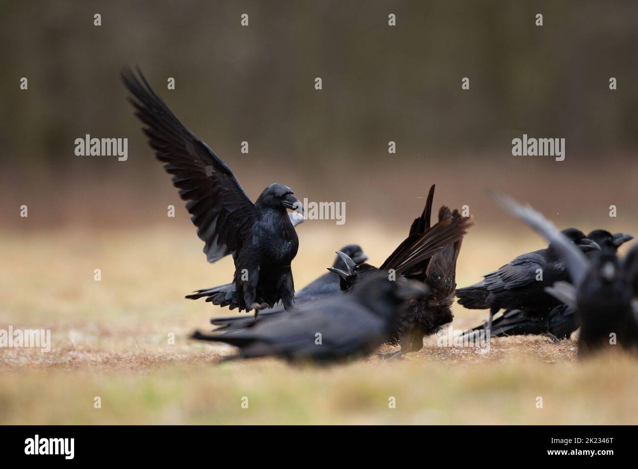 common raven, corvus corax, northern raven Stock Photo - Alamy
