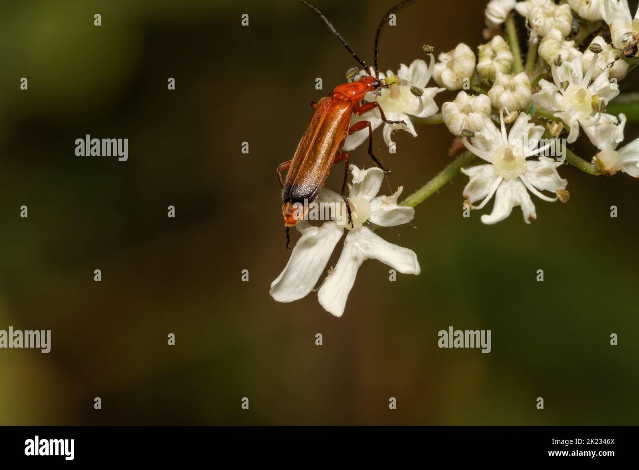 Blood beetle hi-res stock photography and images - Alamy