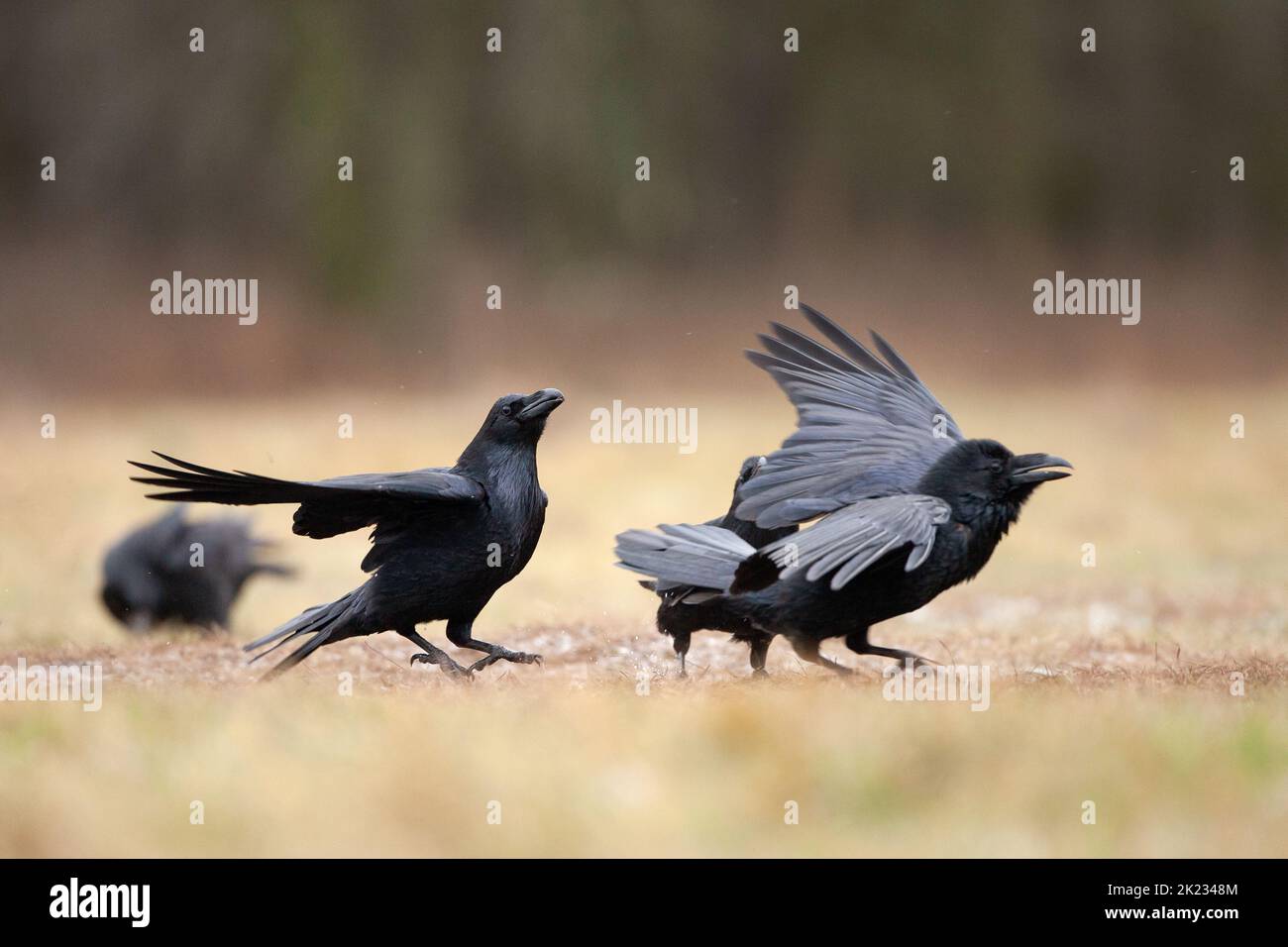 common raven, corvus corax, northern raven Stock Photo - Alamy
