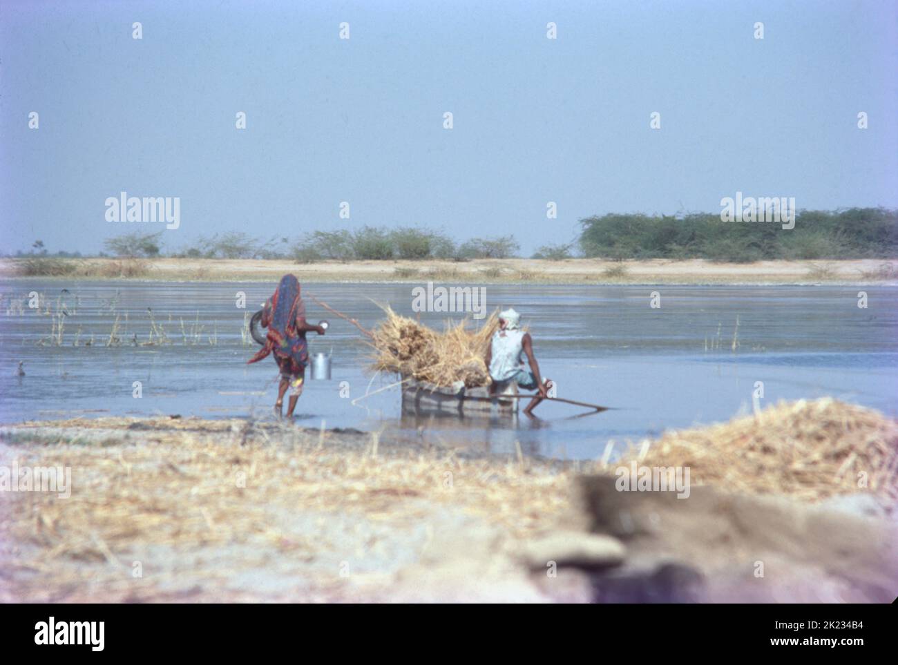 Cattle Keepers, Nal Sarovar, Gujrat Stock Photo - Alamy