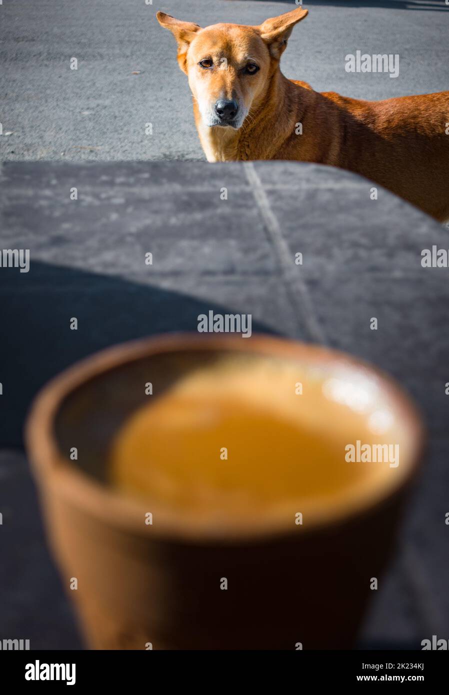 Hot Indian spiced tea served in a traditional clay pot glass called ...