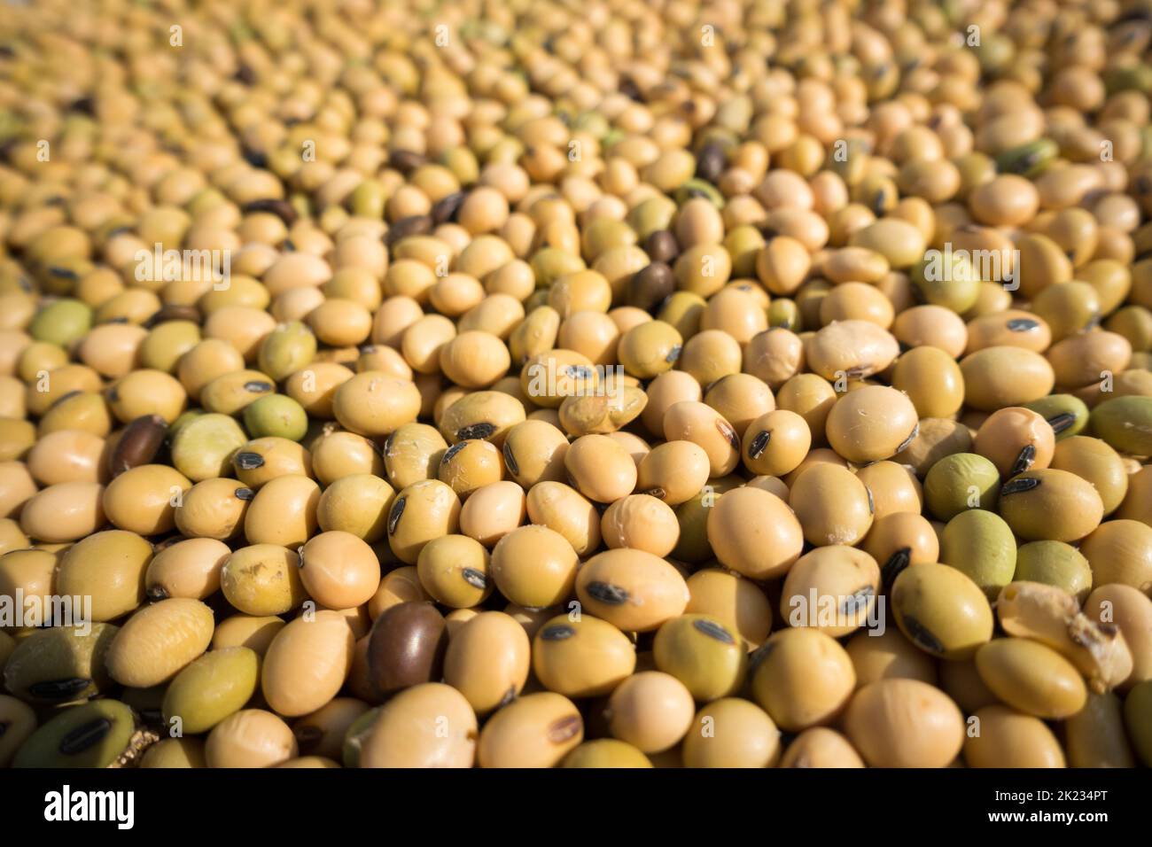 Organic Whole soybean, (Glycine max ) or soya bean dal in th legume ...