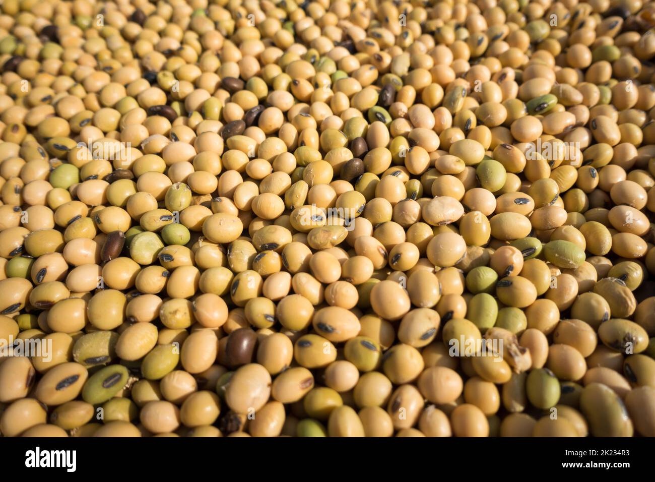 India farming pulses hi-res stock photography and images - Alamy