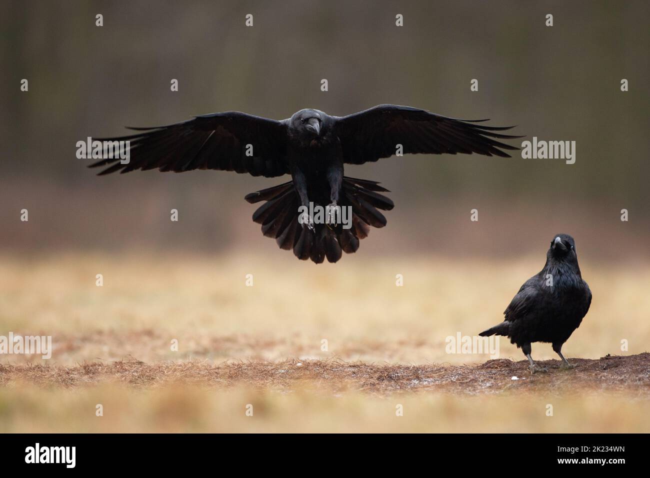 common raven, corvus corax, northern raven Stock Photo - Alamy