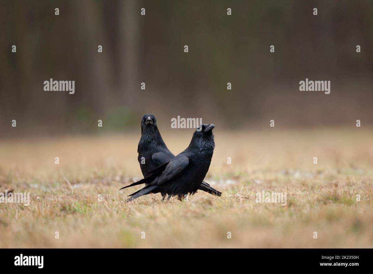 common raven, corvus corax, northern raven Stock Photo - Alamy