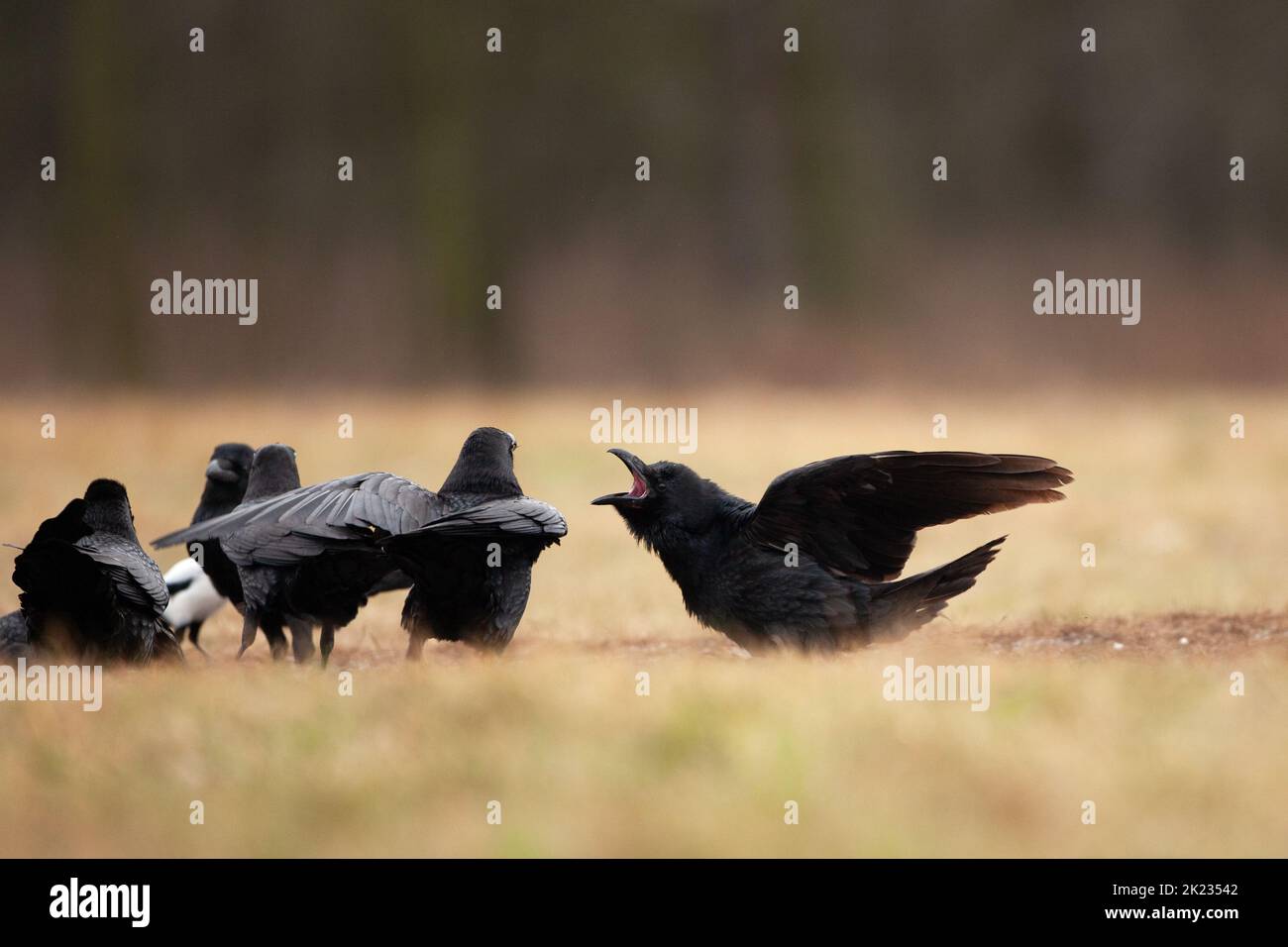 common raven, corvus corax, northern raven Stock Photo - Alamy