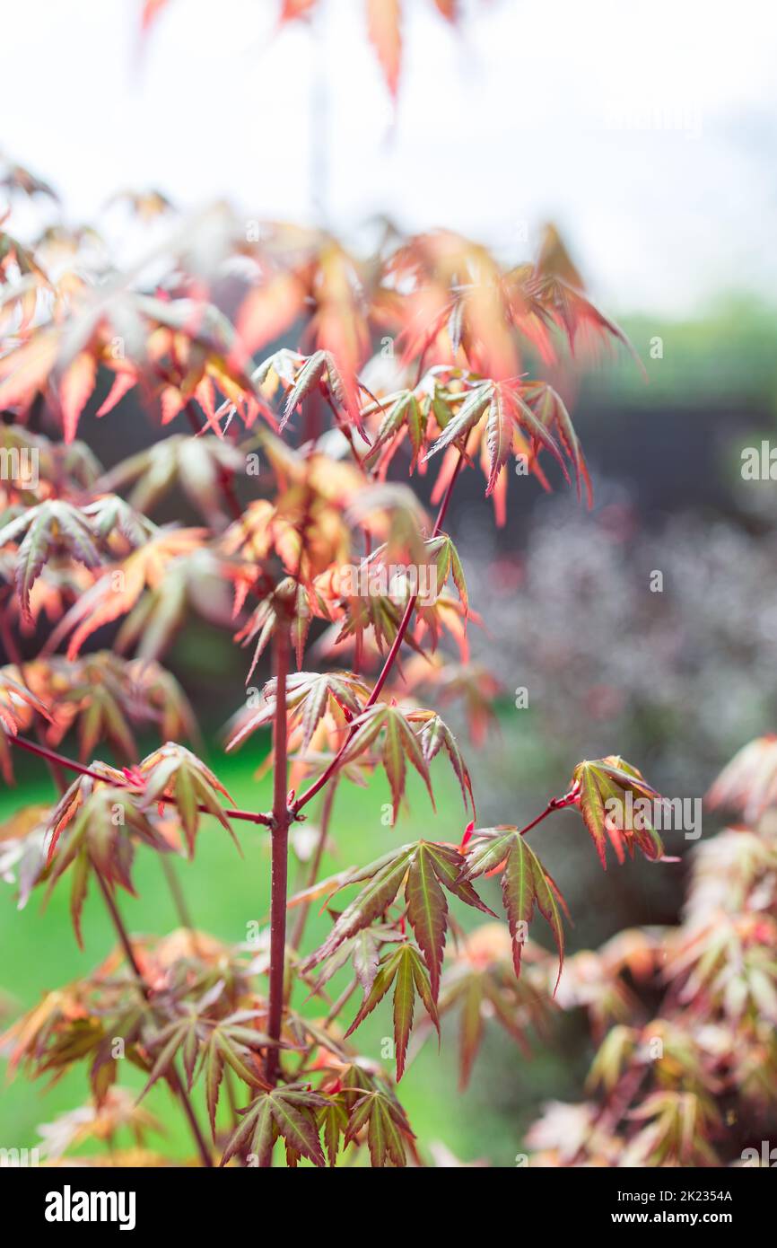 Japanese red maple plant outdoor in sunny backyard, close-up shot at ...