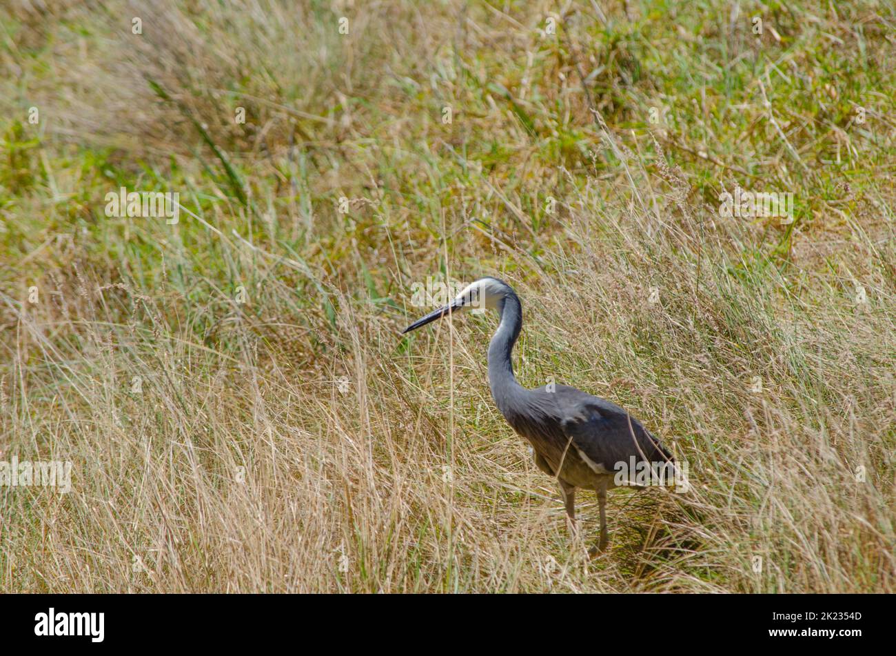White-faced Heron walking and hunting some food in Meadow field, at ...