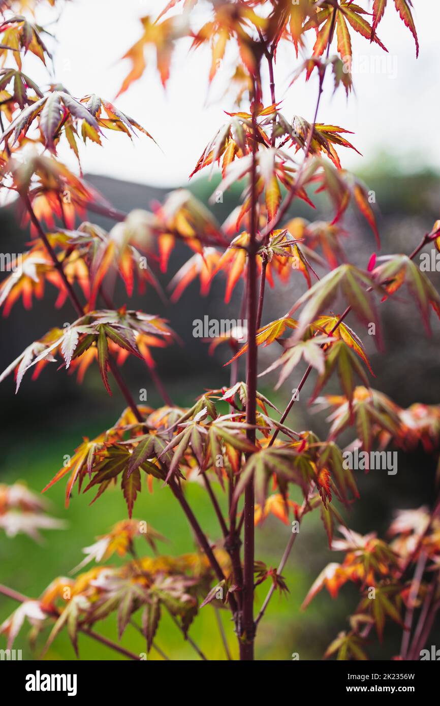 Japanese red maple plant outdoor in sunny backyard, close-up shot at ...