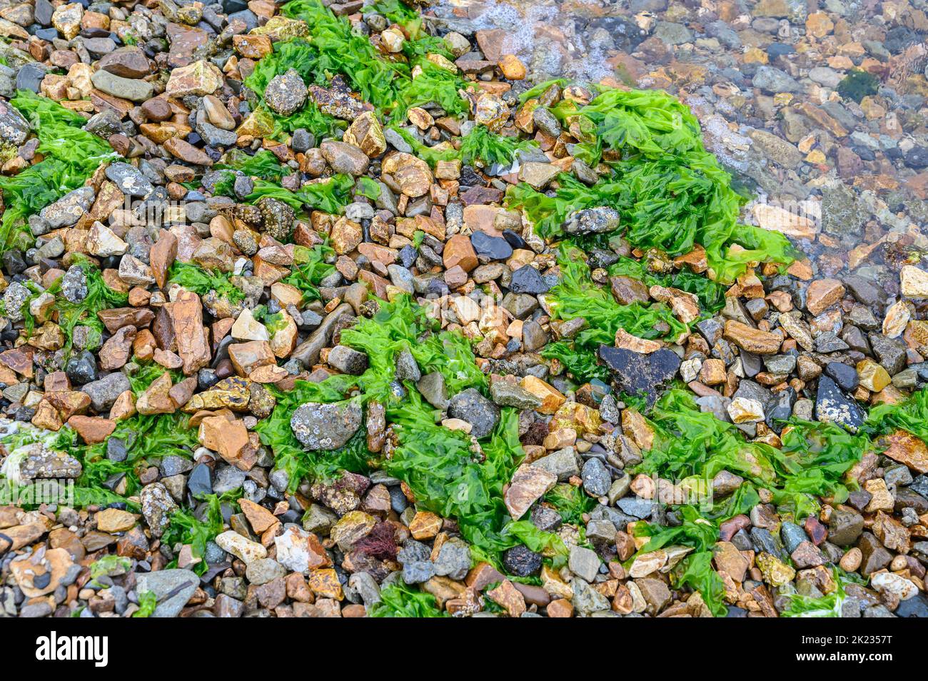 Green algae on a stone by the seashore Stock Photo - Alamy