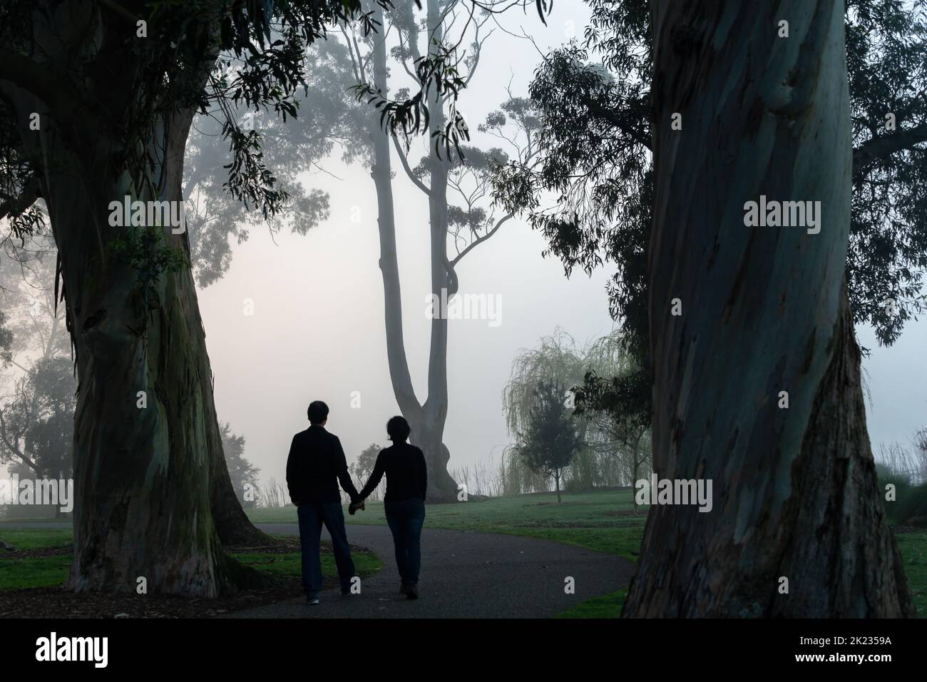 Couple walking in the fog among big trees, Hamilton lake (also known as ...