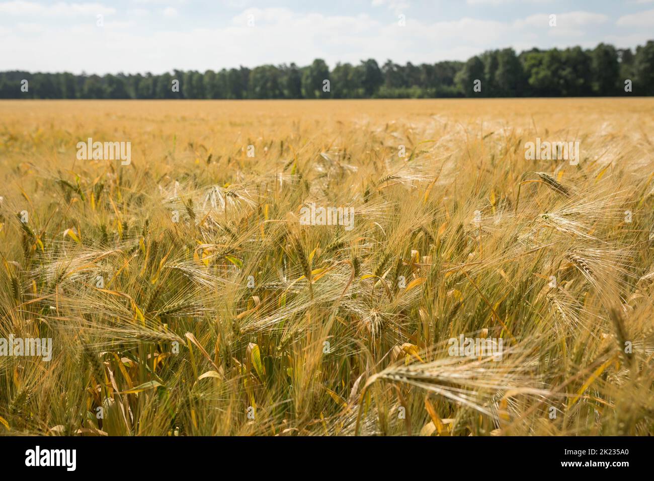 Cultivation of grain hi-res stock photography and images - Alamy