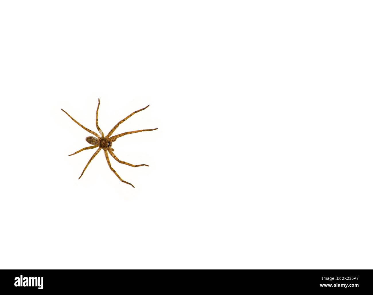 Brown Asian house spider isolated on white background Stock Photo - Alamy