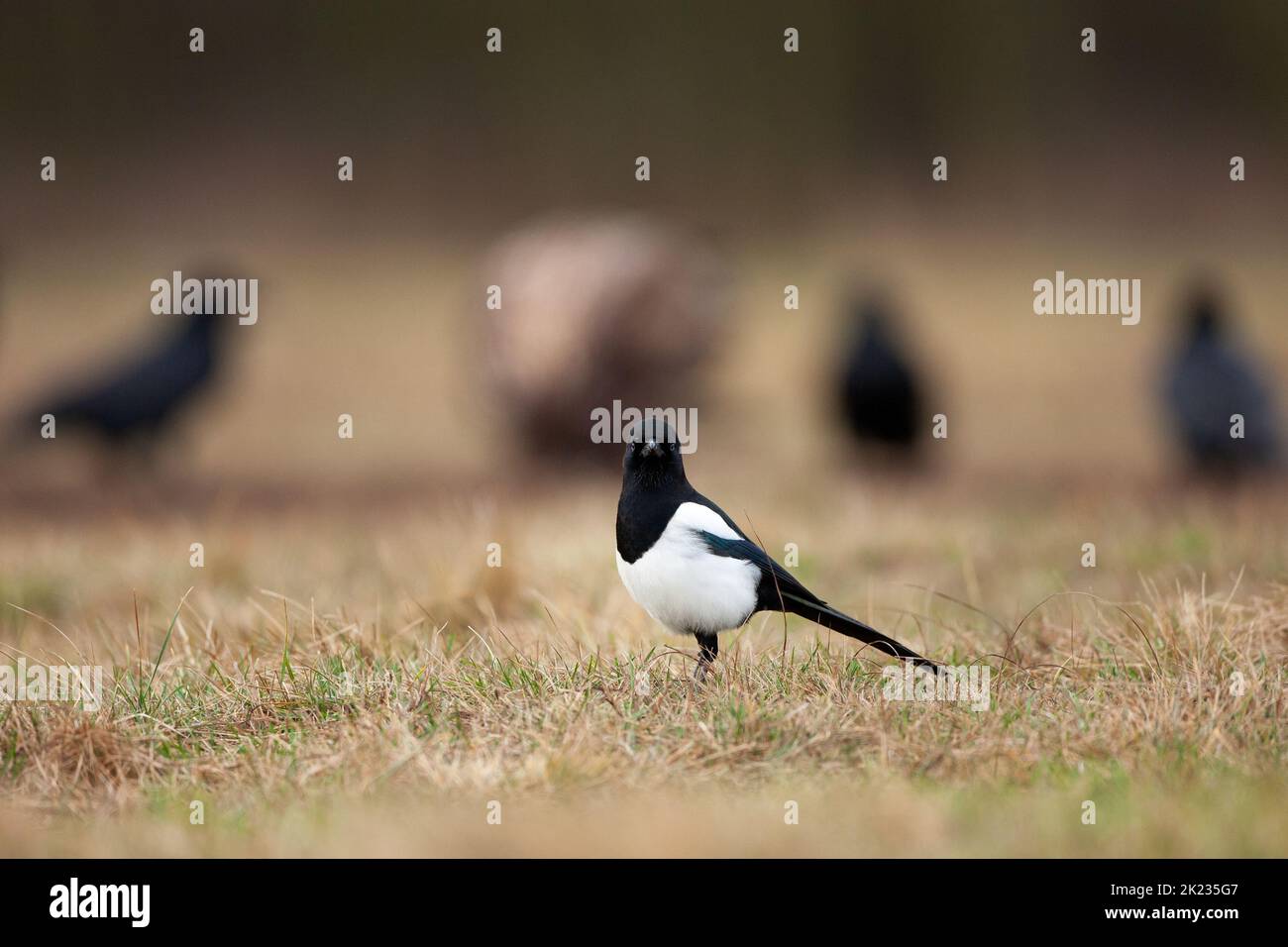 Eurasian magpie head hi-res stock photography and images - Alamy