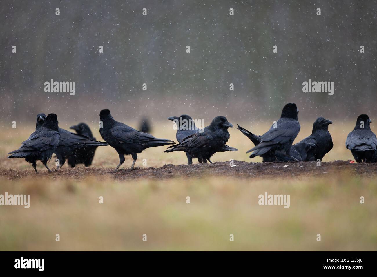 common raven, corvus corax, northern raven Stock Photo - Alamy
