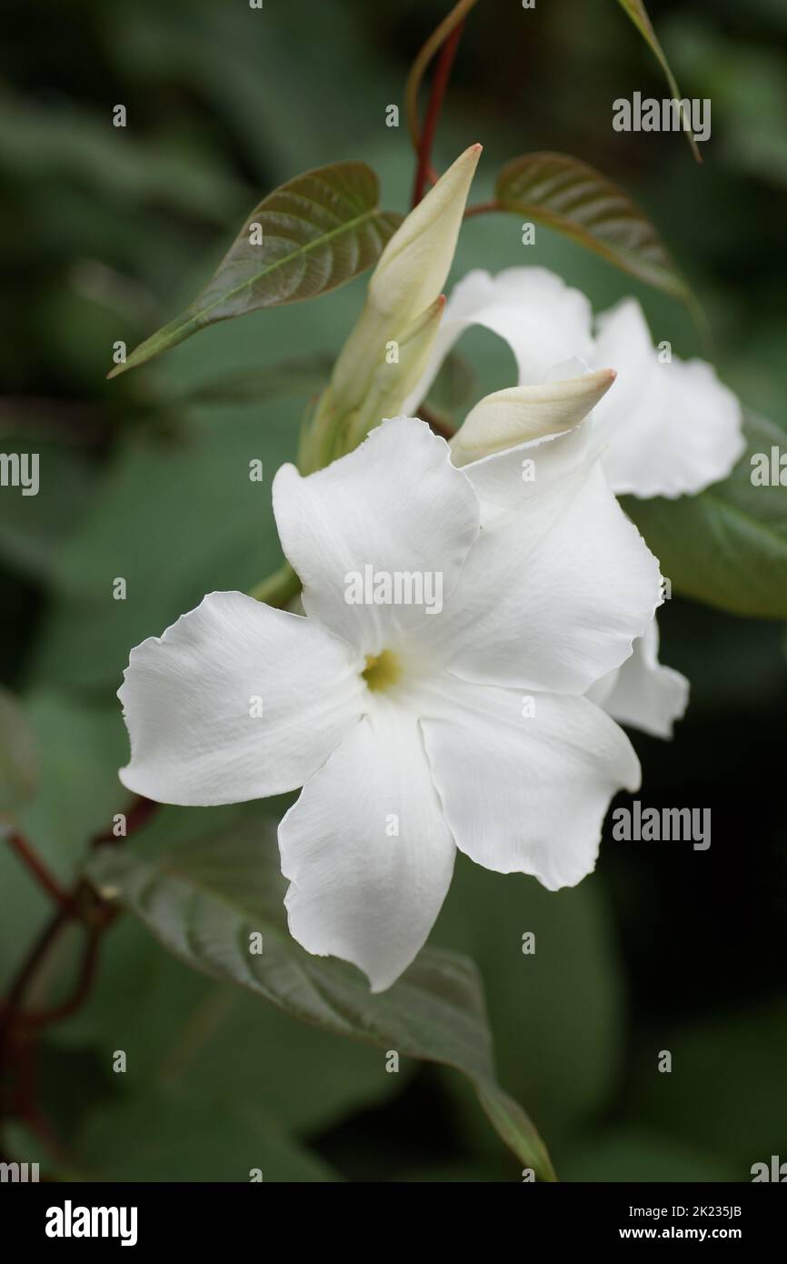 The fragrant climber Mandevilla laxa Stock Photo - Alamy