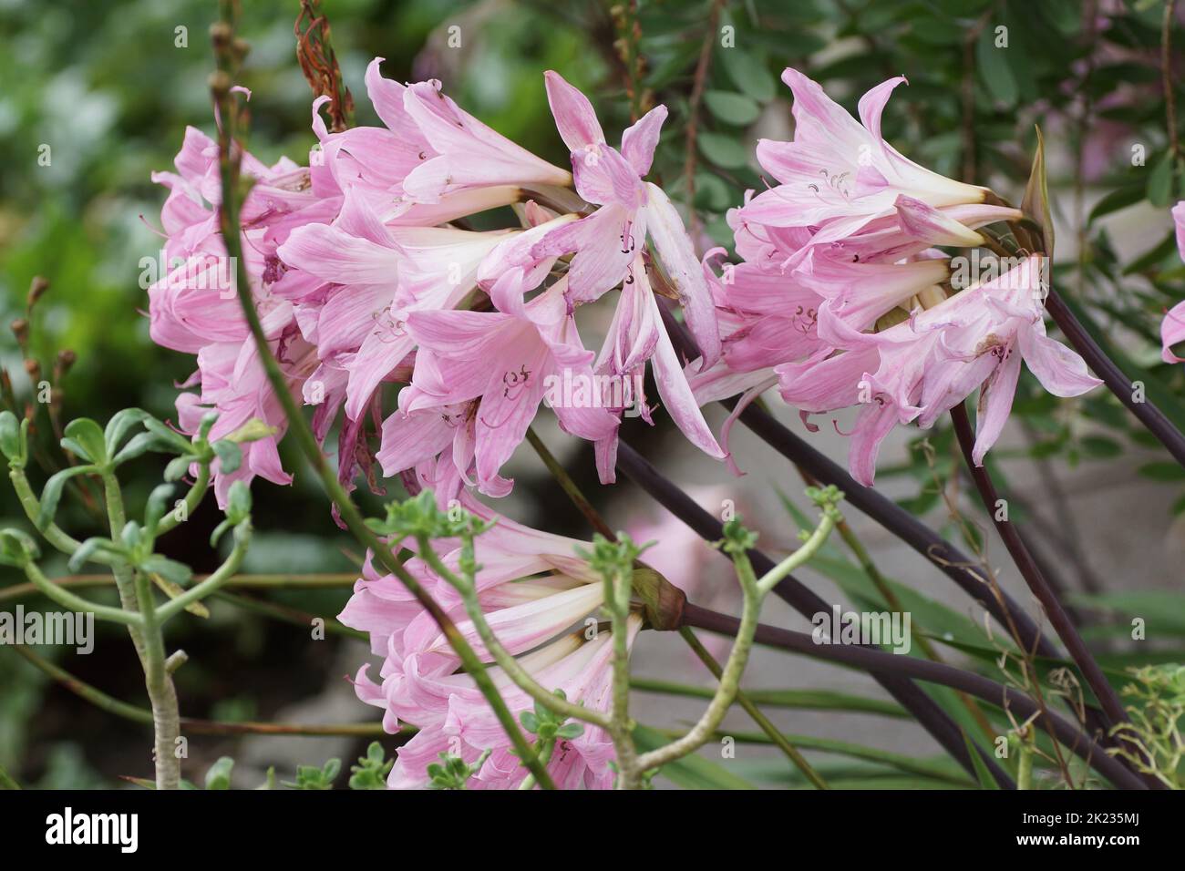 The pink flowers of Amaryllis belladonna Stock Photo - Alamy