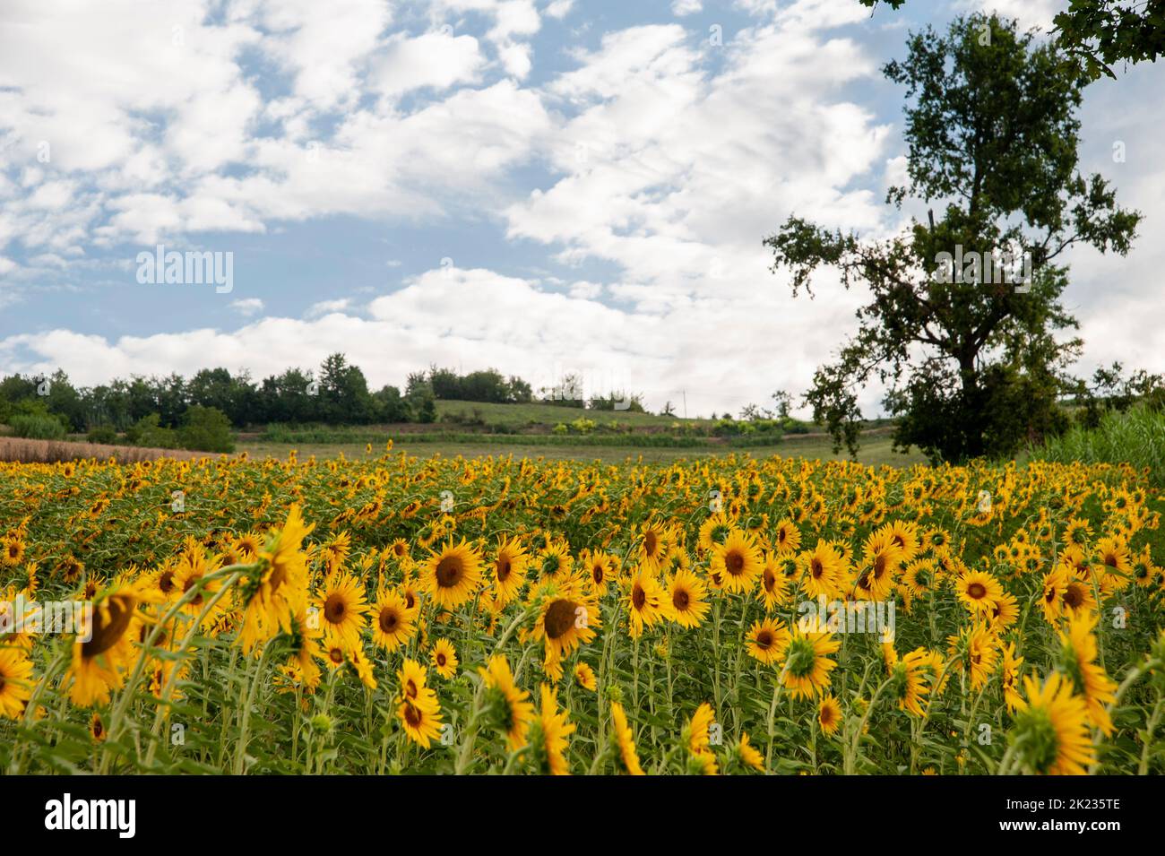Monferrato, Piedmont, Italy - July 19, 2021: Sunflower in sunflower ...