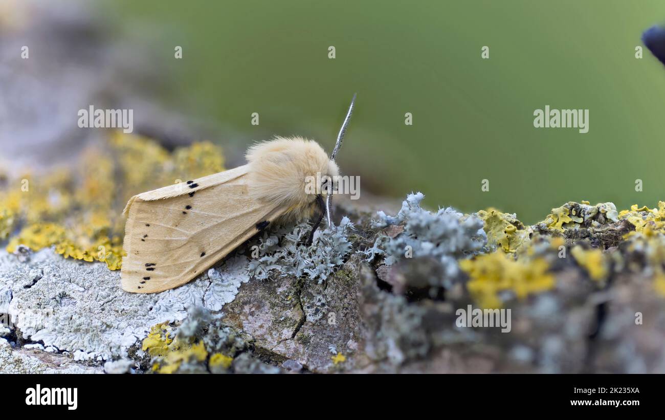 Buff Ermine (Spilosoma lutea) moth Somerset GB UK June 2022 Stacked ...