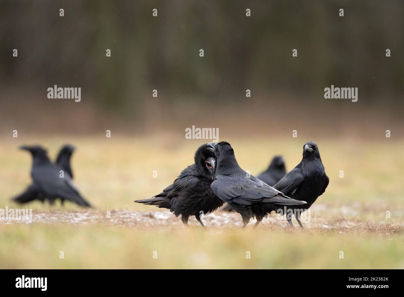 common raven, corvus corax, northern raven Stock Photo - Alamy