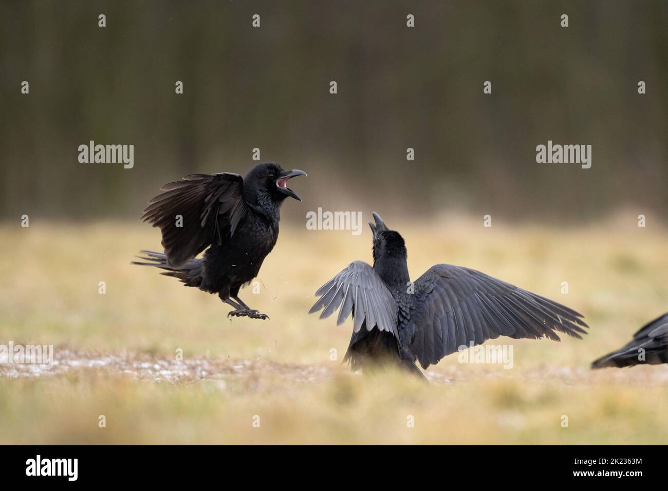 common raven, corvus corax, northern raven Stock Photo - Alamy