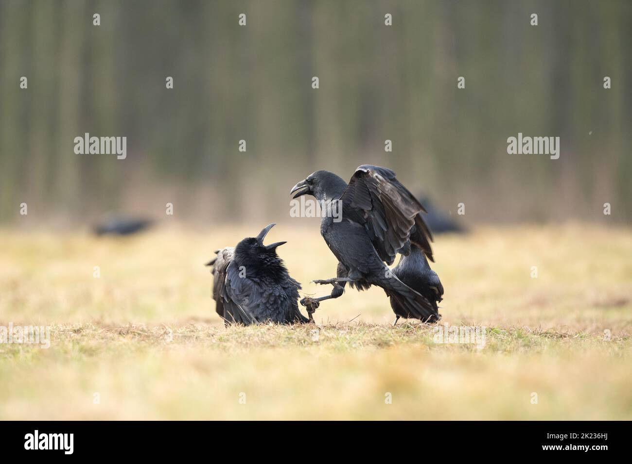Raven fight hi-res stock photography and images - Alamy