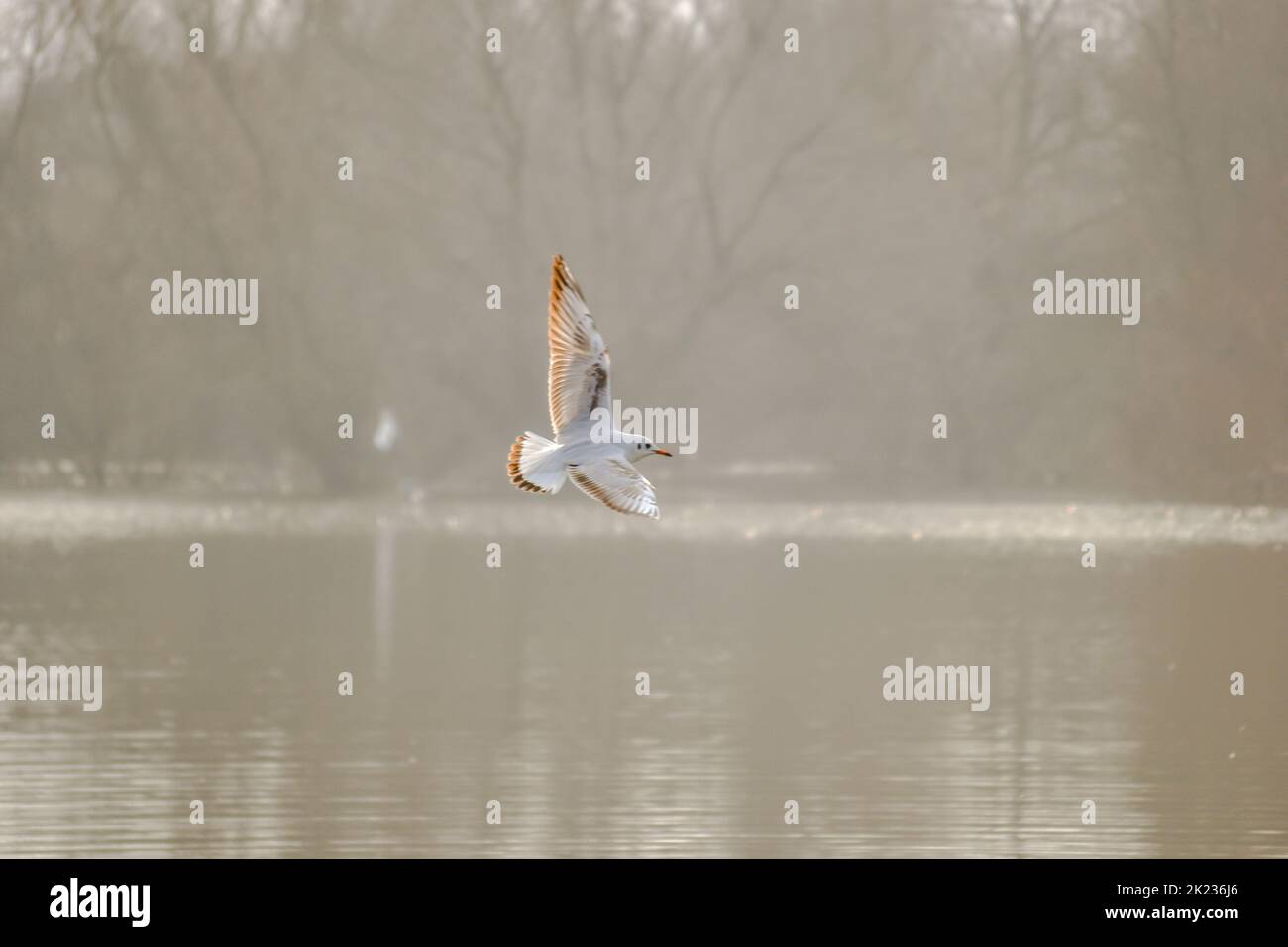 A river gull above the water surface of the Danube River Stock Photo ...
