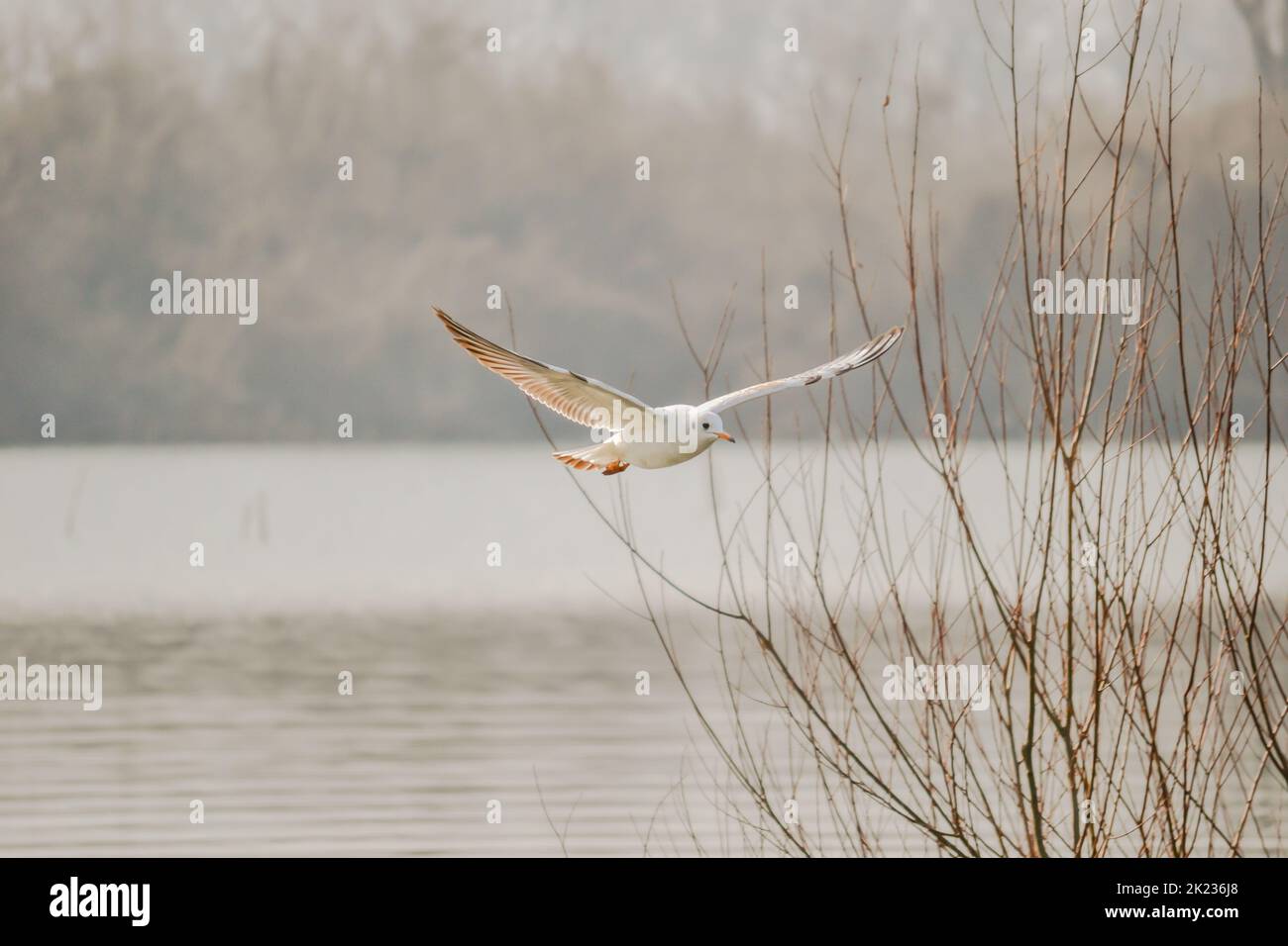 A river gull above the water surface of the Danube River Stock Photo ...