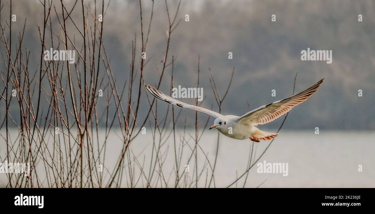 A river gull above the water surface of the Danube River Stock Photo ...