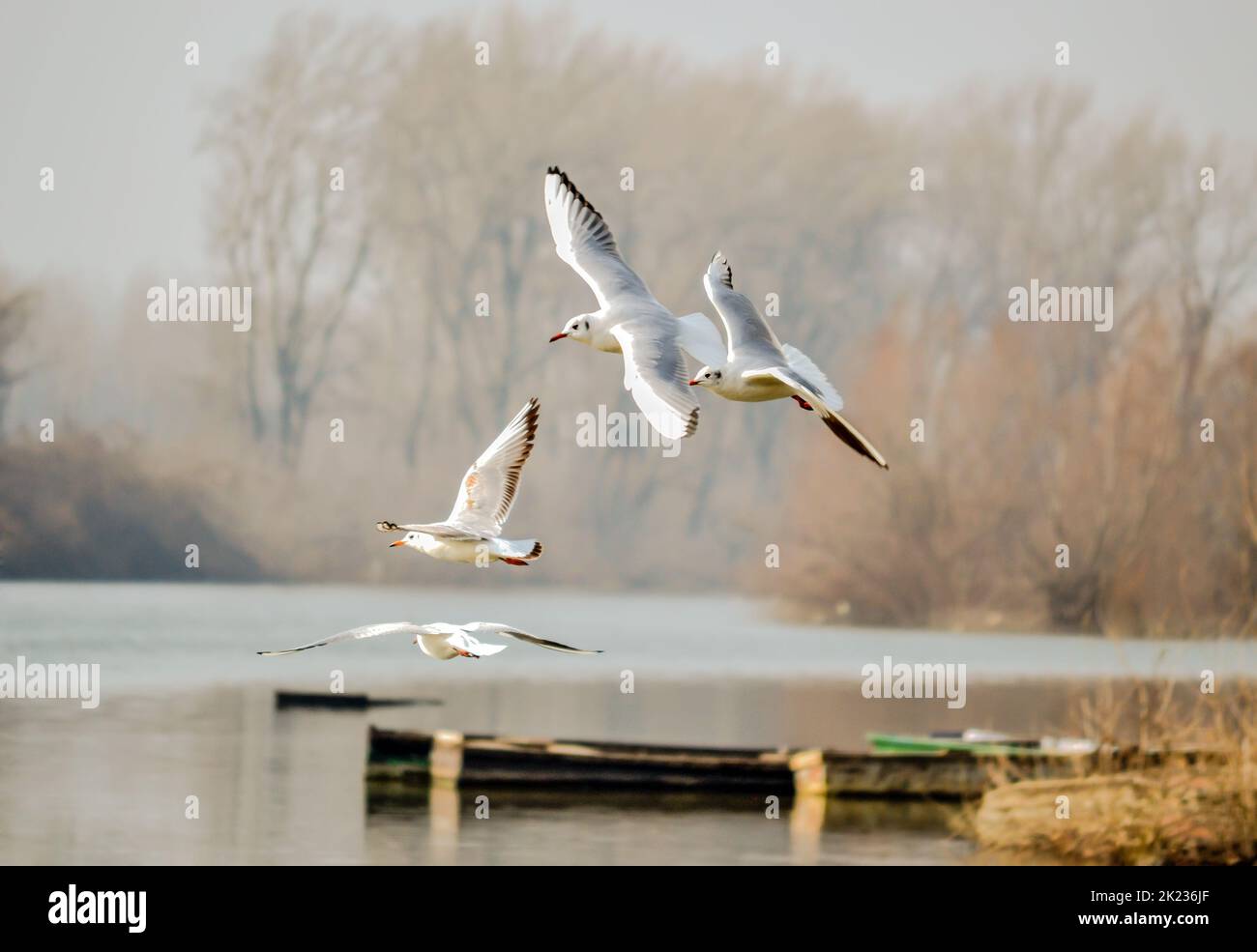 A river gull above the water surface of the Danube River Stock Photo ...