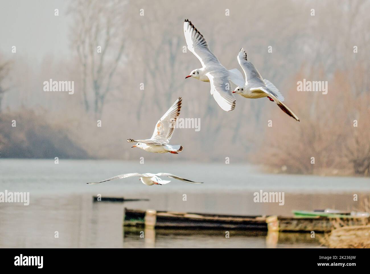 A river gull above the water surface of the Danube River Stock Photo ...