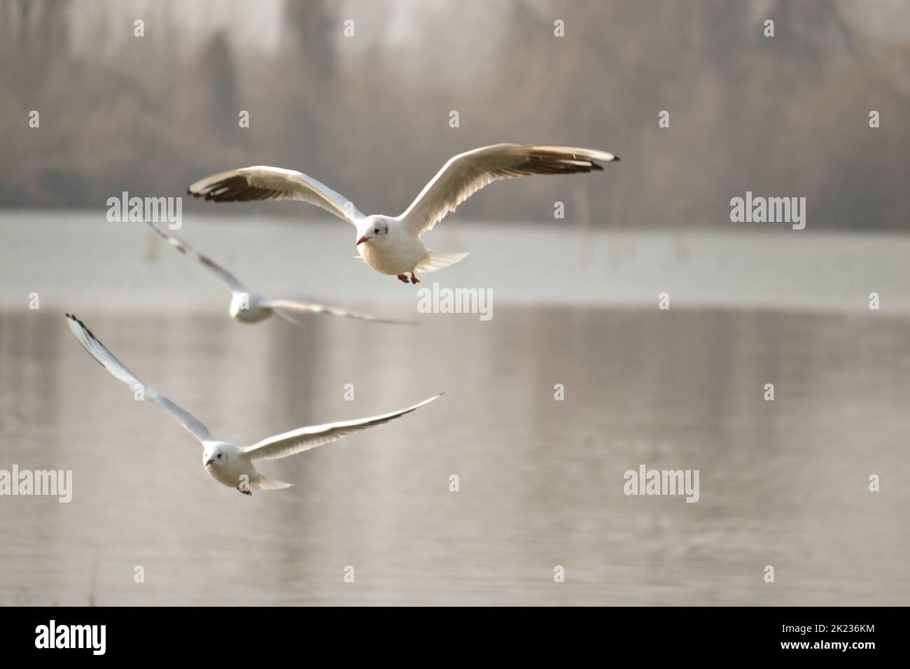 A river gull above the water surface of the Danube River Stock Photo ...
