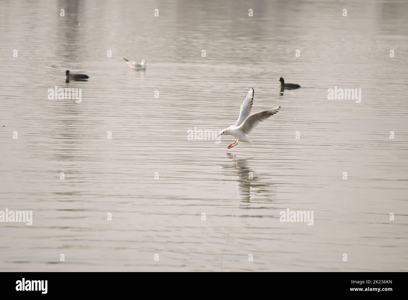 A river gull above the water surface of the Danube River Stock Photo ...