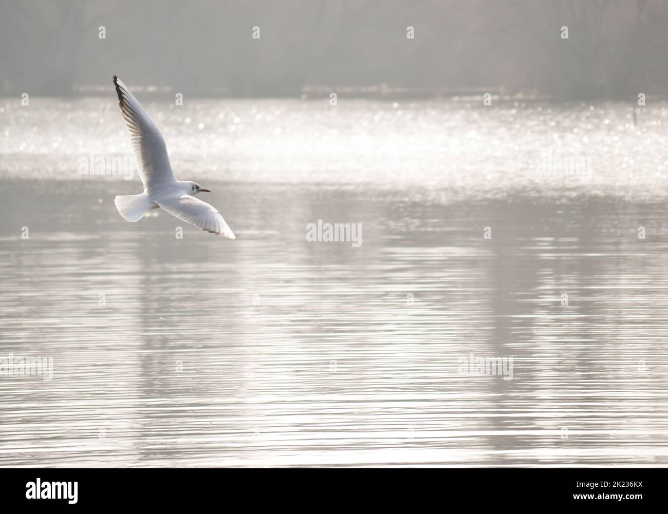 A river gull above the water surface of the Danube River Stock Photo ...