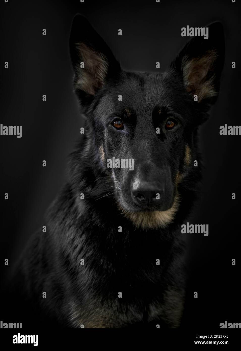 Portrait of a dog, thoroughbred German Shepherd dog wearing a black ...